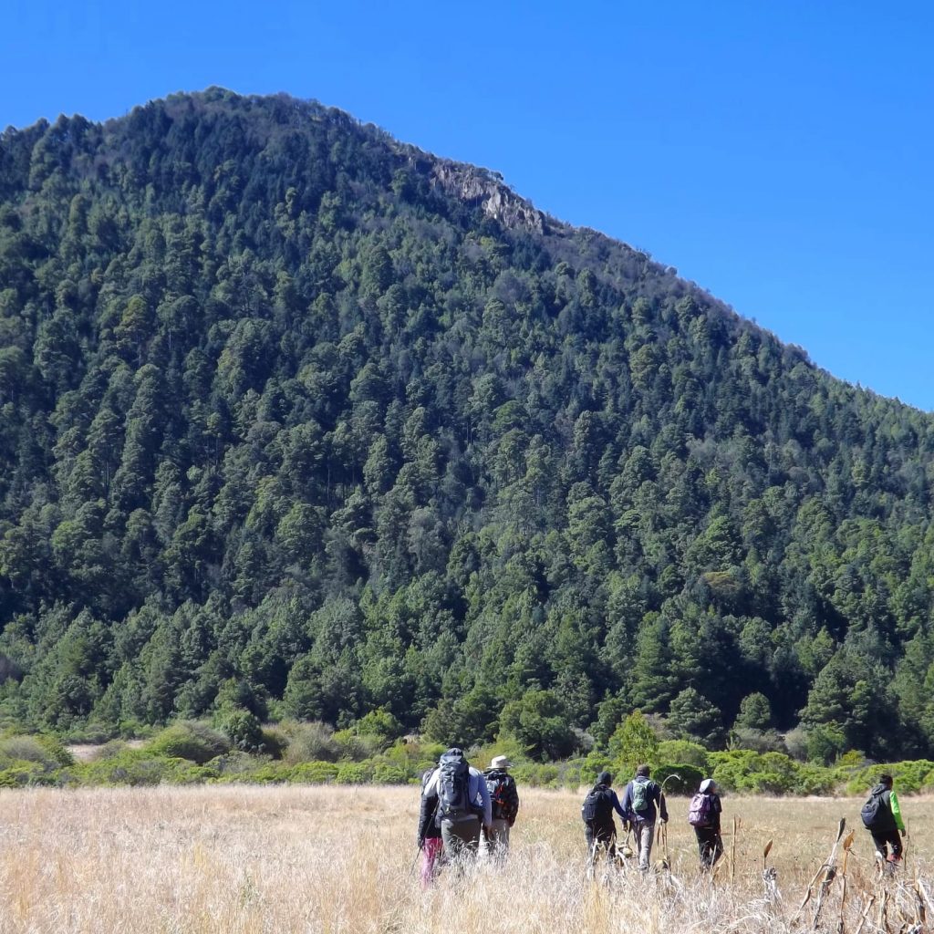 En Acuitzio está uno de los cinco gigantes naturales de Michoacán ...