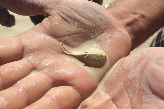 Reaparece el "camarón dinosaurio" de tres ojos tras inundaciones en Nevada