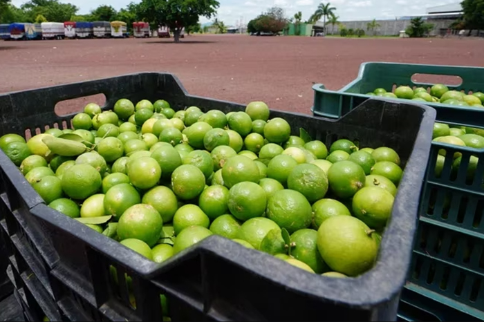 Acuerdan acciones para lograr certificación y exportación del limón ...