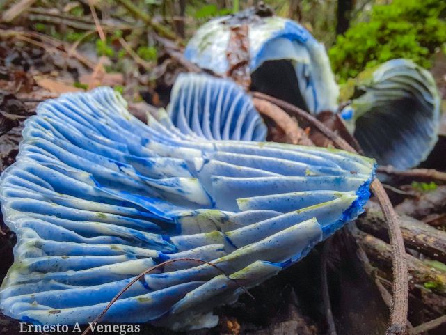Lactarius índigo: el misterioso hongo azul que crece en los bosques ...