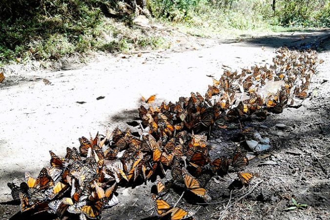 Enero y febrero, los mejores meses para vivir la magia de la Monarca ...